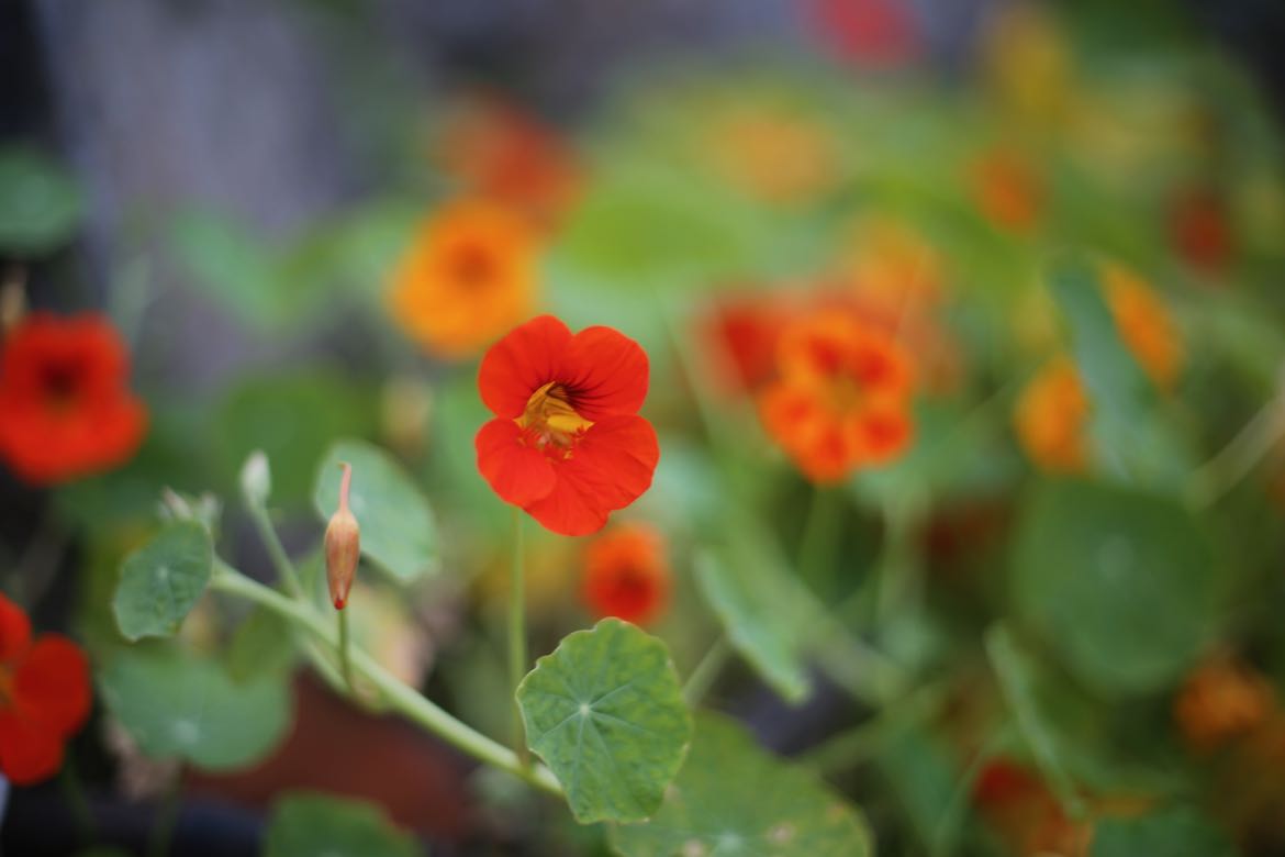 nasturtiums – a tea, a pesto and a cure – Goodness is….